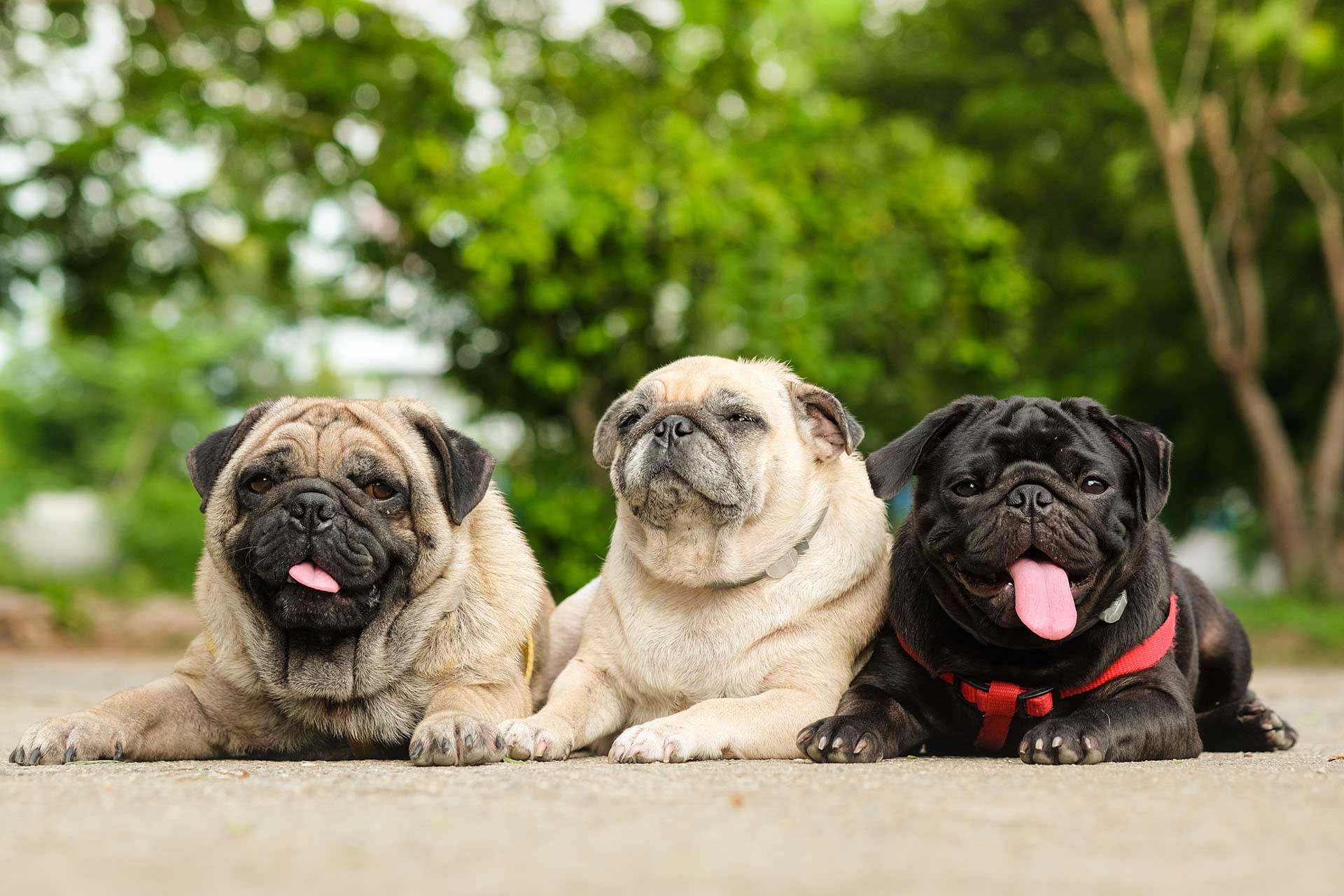 New Clients | Amigo Animal Hospital